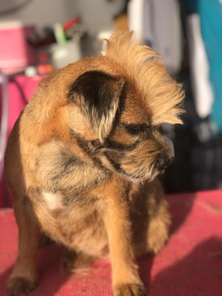 Dog Services - 2023 Edit - Burton in Wiltshire